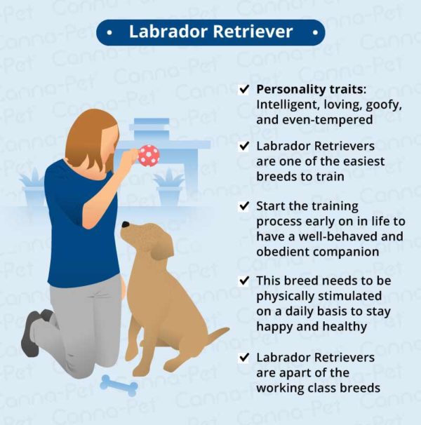 What Are the Most Obedient Dog Breeds? | Canna-Pet®