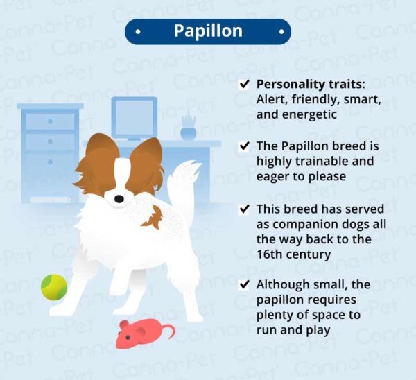 What Are the Most Obedient Dog Breeds? | Canna-Pet®