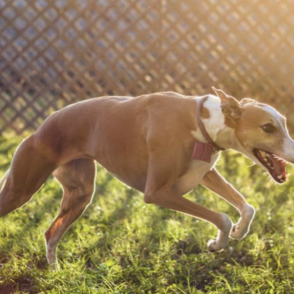 Greyhound Breed - Temperament, Health & More | Canna-Pet