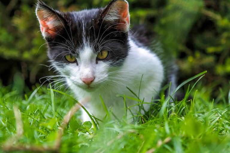 Staph Infection in Cats: Signs & Symptoms | Canna-Pet®