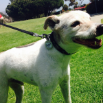 Jack Russell Terrier Guide - Breed Information | Canna-Pet