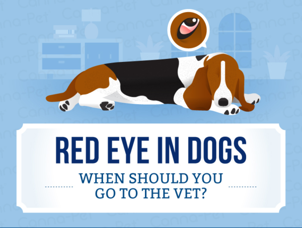 Red Eye in Dogs: When to Go to the Vet | Canna-Pet®
