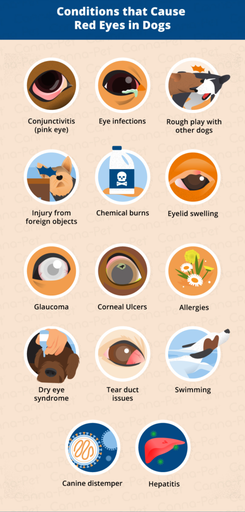 Red Eye in Dogs: When to Go to the Vet | Canna-Pet®