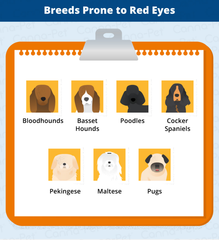 Red Eye in Dogs: When to Go to the Vet | Canna-Pet®