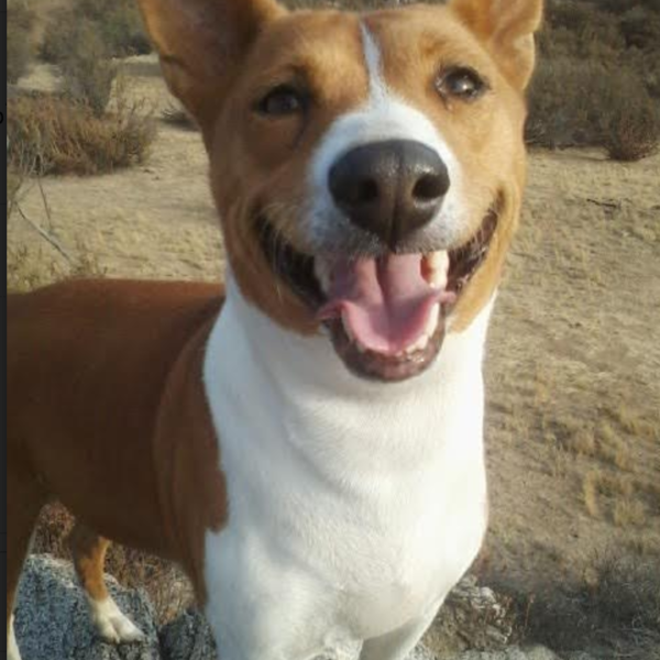 Basenji Guide - Breed Temperament & Health | Canna-Pet