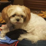 Shih Tzu Guide - Breed Temperament & Health | Canna-Pet