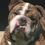 Bulldog Guide - Breed Temperament & Health Info | Canna-Pet