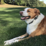 Border Collie Guide - Breed Temperament & Health | Canna-Pet