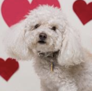Miniature Poodle Guide - Temperament & Health | Canna-Pet
