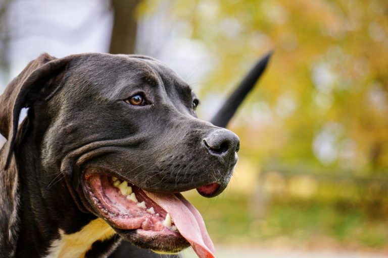 Side Effects of Tramadol for Dogs | Canna-Pet®
