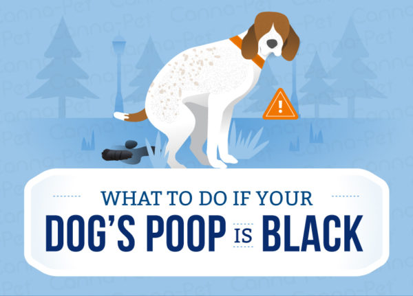 What to Do If Your Dog's Poop Is Black | Canna-Pet®