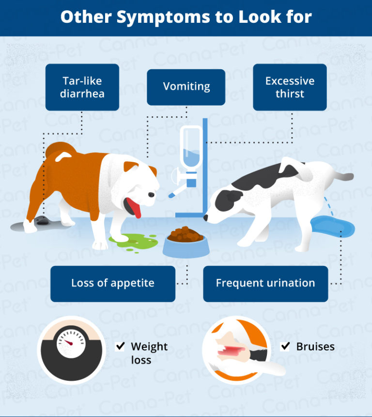 What to Do If Your Dog's Poop Is Black | Canna-Pet®