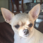 Chihuahua Guide - Breed Temperament & Health | Canna-Pet