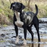 Vizsla Guide - Breed Temperament, Health & More | Canna-Pet