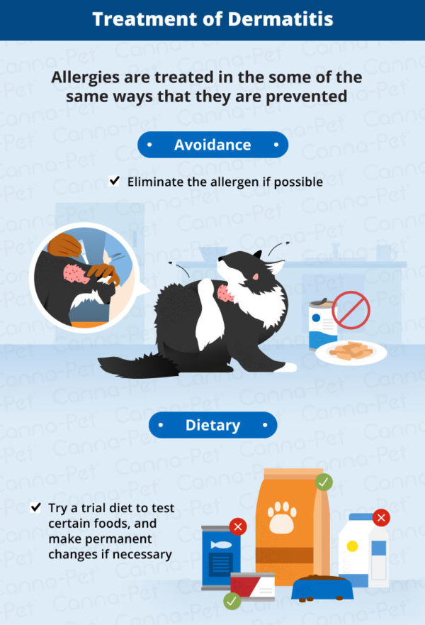 Allergic Dermatitis in Cats: Recognize the Signs | Canna-Pet