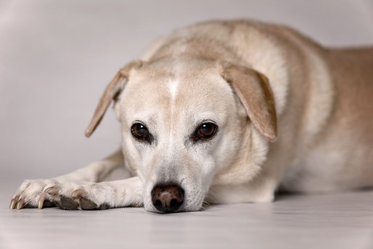 Abscesses in Dogs: Causes & Symptoms | Canna-Pet®