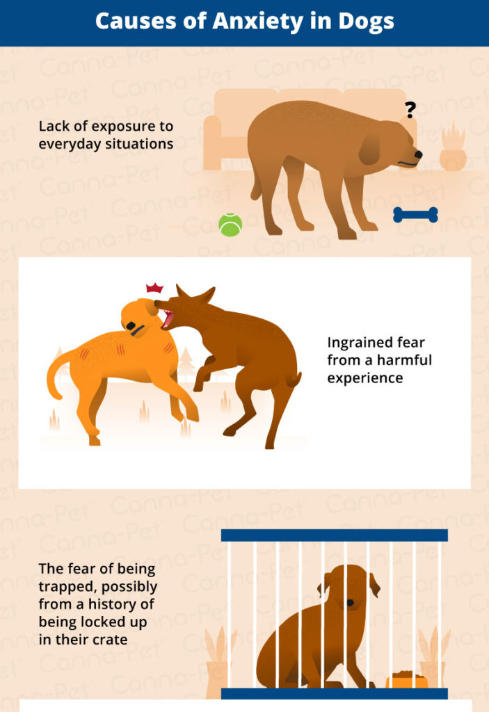 Is Your Dog Anxious Around Other Dogs? | Canna-Pet®
