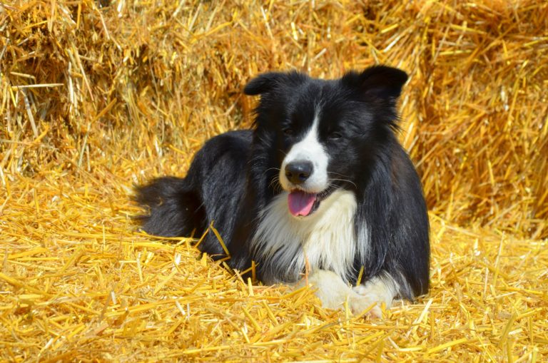 How To Manage Border Collie Shedding | Canna-Pet®
