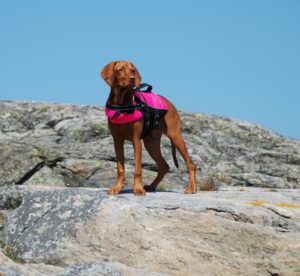 Vizsla Health Problems & Issues | Canna-Pet®