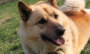 Bordetella Vaccine for Dogs | Canna-Pet®