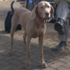 Weimaraner Guide - Breed Temperament & Health | Canna-Pet