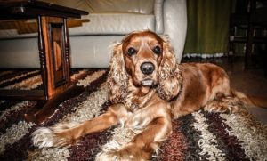 Cocker Spaniel Personality & Temperament| Canna-Pet®
