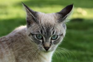 How to Perform the Heimlich Maneuver on Cats | Canna-Pet