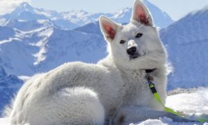 What Does a Dog Miscarriage Look Like? | Canna-Pet®