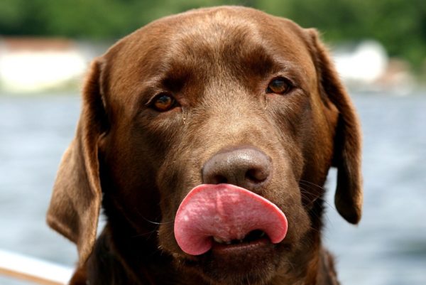 Chocolate Poisoning in Dogs: A Guide | Canna-Pet®