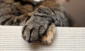 Swollen Paws in Cats: Symptoms & Causes | Canna-Pet®