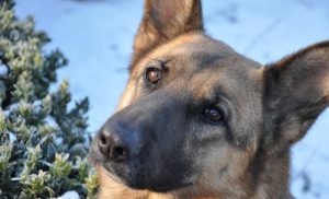 What Causes Scabs on a Dog’s Ear? | Canna-Pet