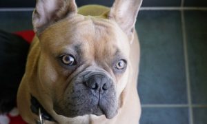 Is My Dog's Leg Broken or Sprained? | Canna-Pet