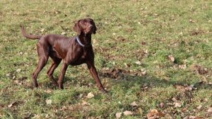 Dog Sprained Leg: Symptoms & Treatment | Canna-Pet®