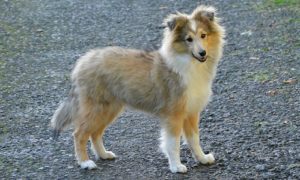 Dog Sprained Leg: Symptoms & Treatment | Canna-Pet®