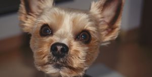 Dog Bruises: What Pet Owners Need to Know | Canna-Pet®