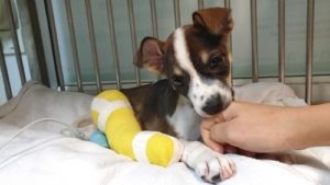 How to Care for a Dog With an Amputated Leg | Canna-Pet®