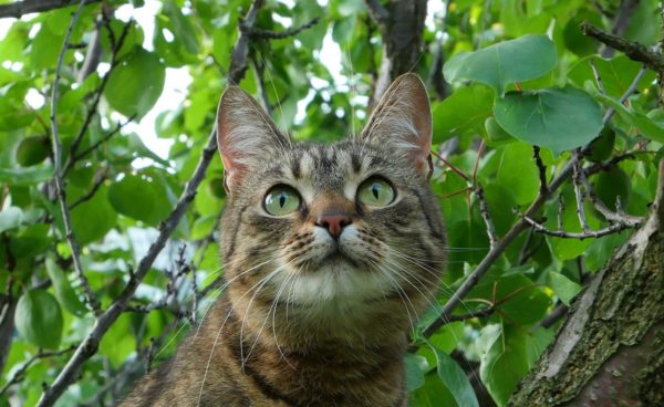 Cat Wheezing: Causes, Signs & Treatments | Canna-Pet®