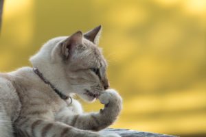 What Does a Cat Hairball Look Like? | Canna-Pet®