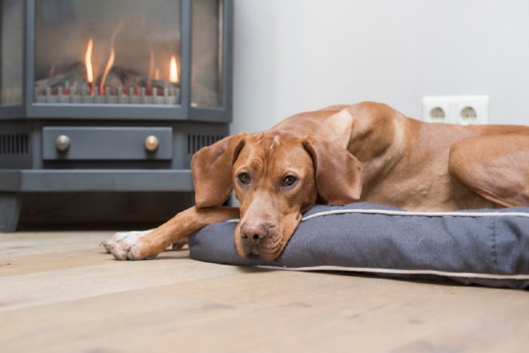 Dog Burns & Scalds: A Helpful Guide | Canna-Pet®