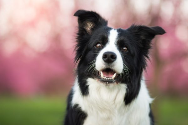 MDR1 Gene In Dogs: What To Know | Canna-Pet®