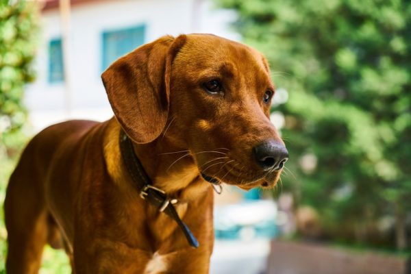 Xylitol and Dogs: What You Need to Know | Canna-Pet®