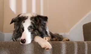 What is Dog Vertigo? | Canna-Pet®