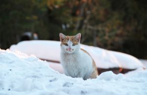 Frostbite On Cats: A Helpful Guide | Canna-Pet®