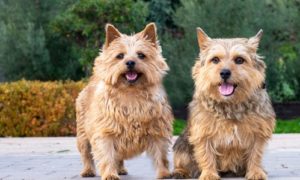 The Ultimate List of Terrier Dog Breeds | Canna-Pet®