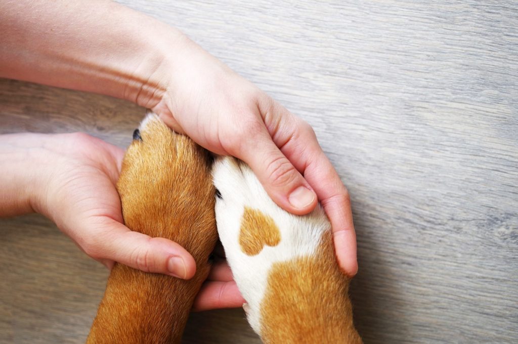 How to Soothe Your Dog’s Sore Paws | Canna-Pet