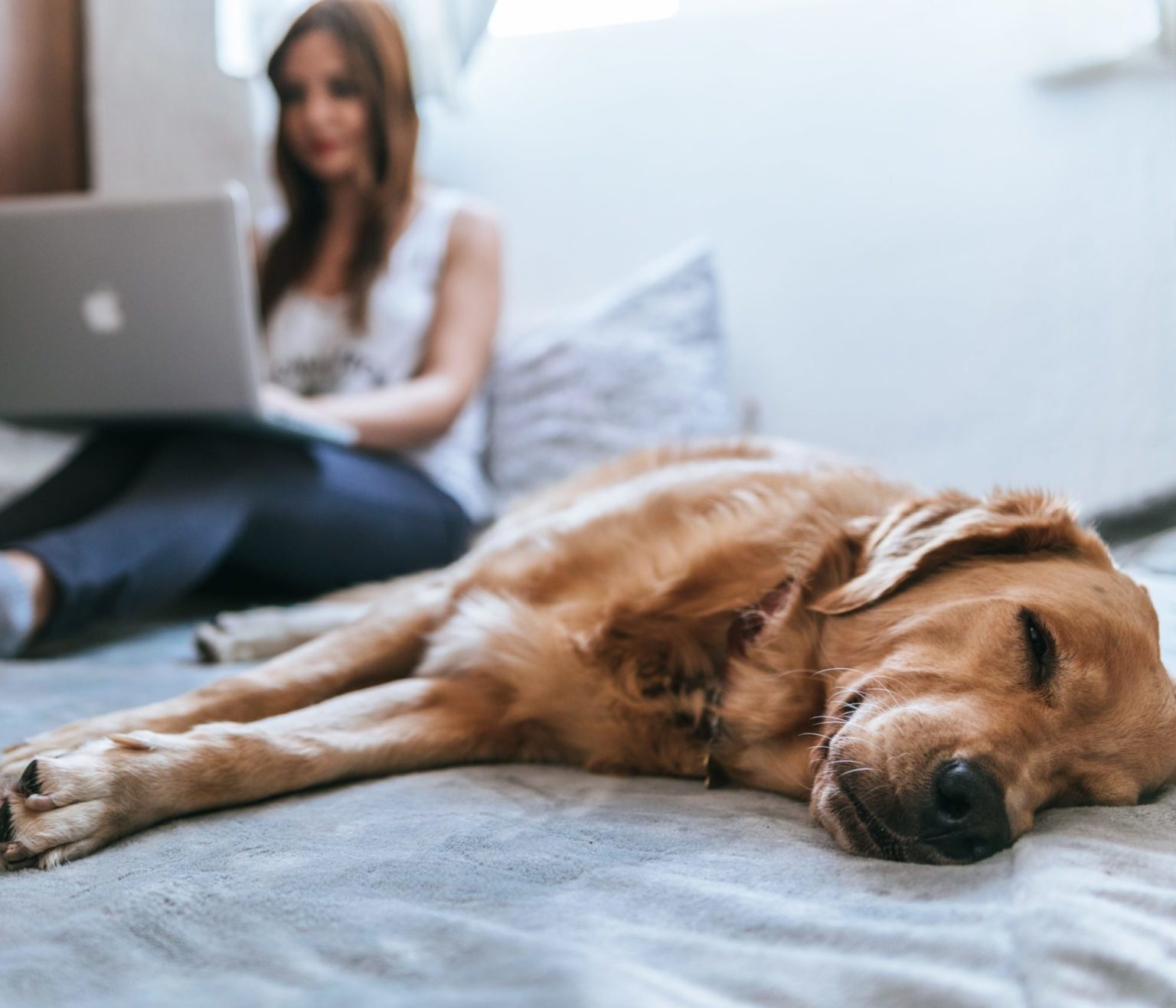 What College Students Should Know Before Adopting a Dog | Canna-Pet