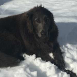 Labrador Retriever Guide - Breed Information | Canna-Pet