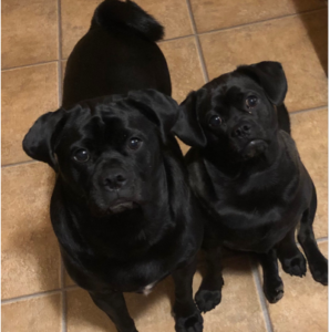 Beagle Breed - Temperament, Health & More | Canna-Pet