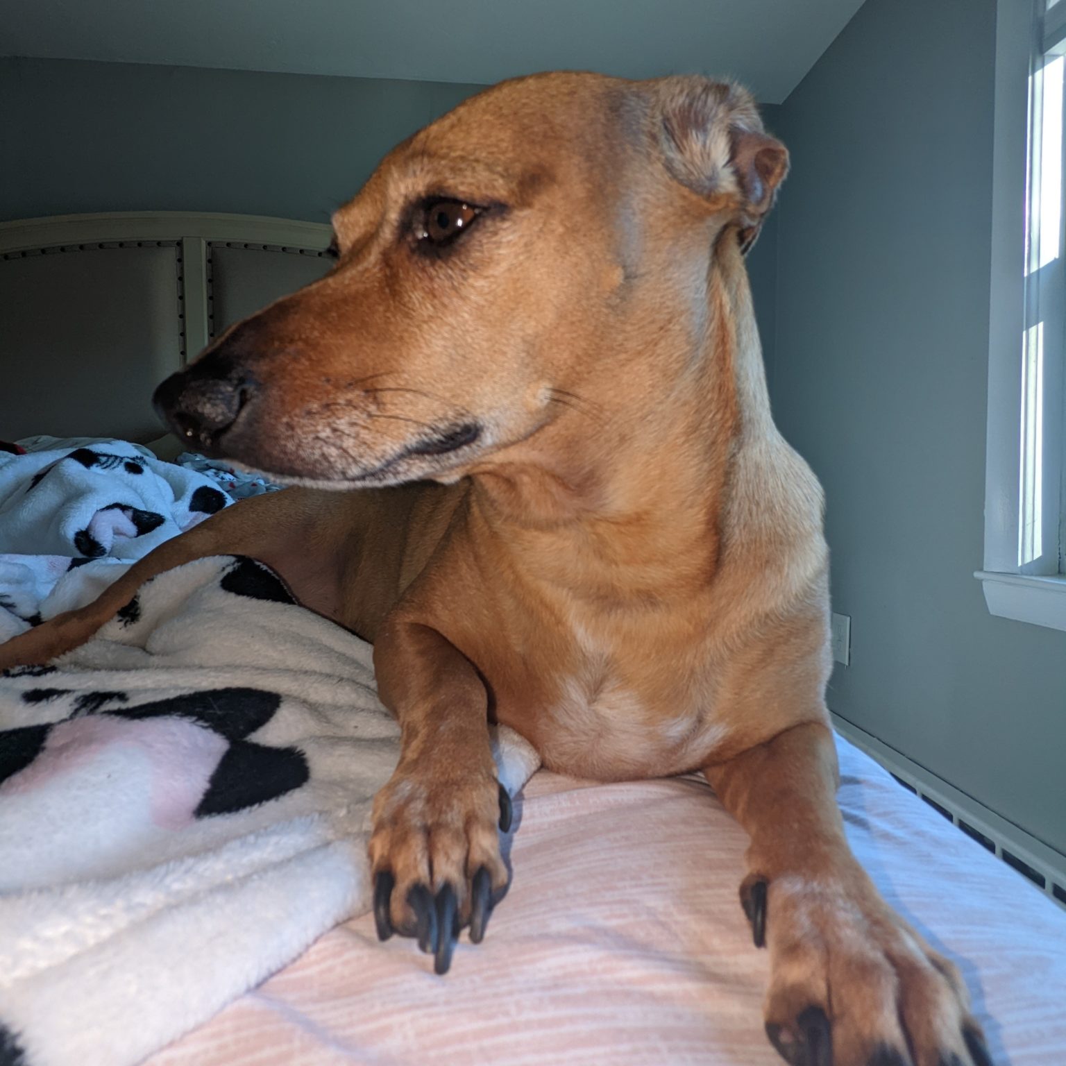 Dachshund Guide - Breed Temperament & Health | Canna-Pet