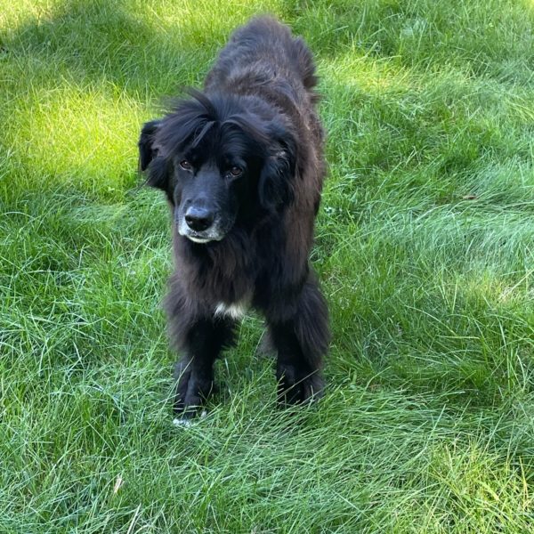 Irish Setter Guide - Breed Temperament & Health | Canna-Pet